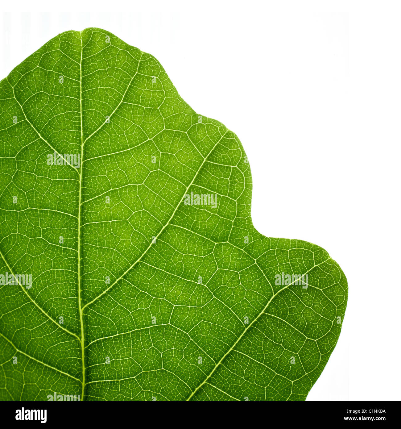 Green oak leaf. Closeup, isolated Stock Photo - Alamy