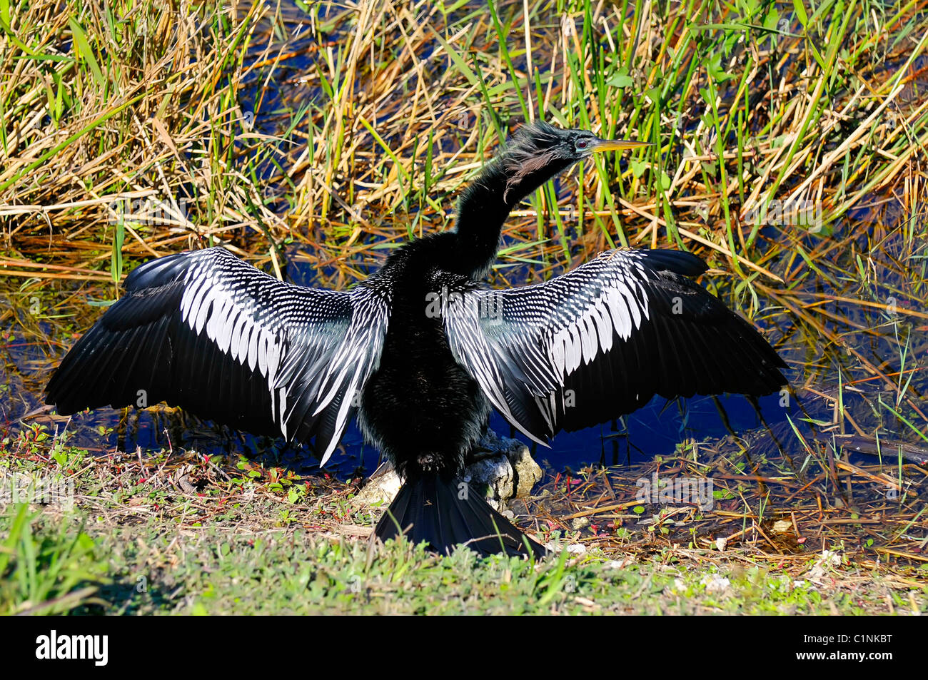 Male Anhinga Trail Everglades National Park FL US Wildlife Eco System ...