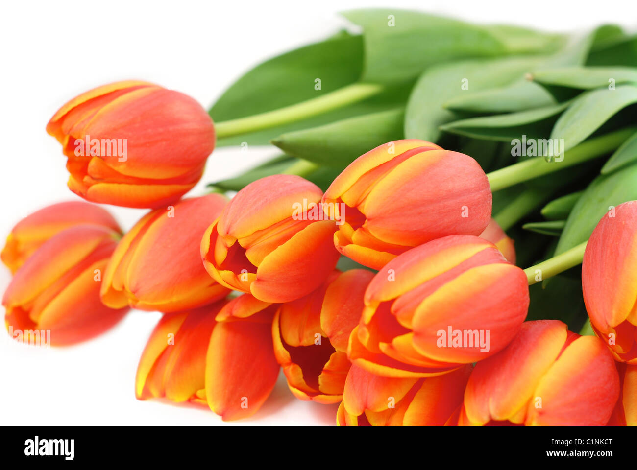 Bunch of tulips isolated Stock Photo - Alamy
