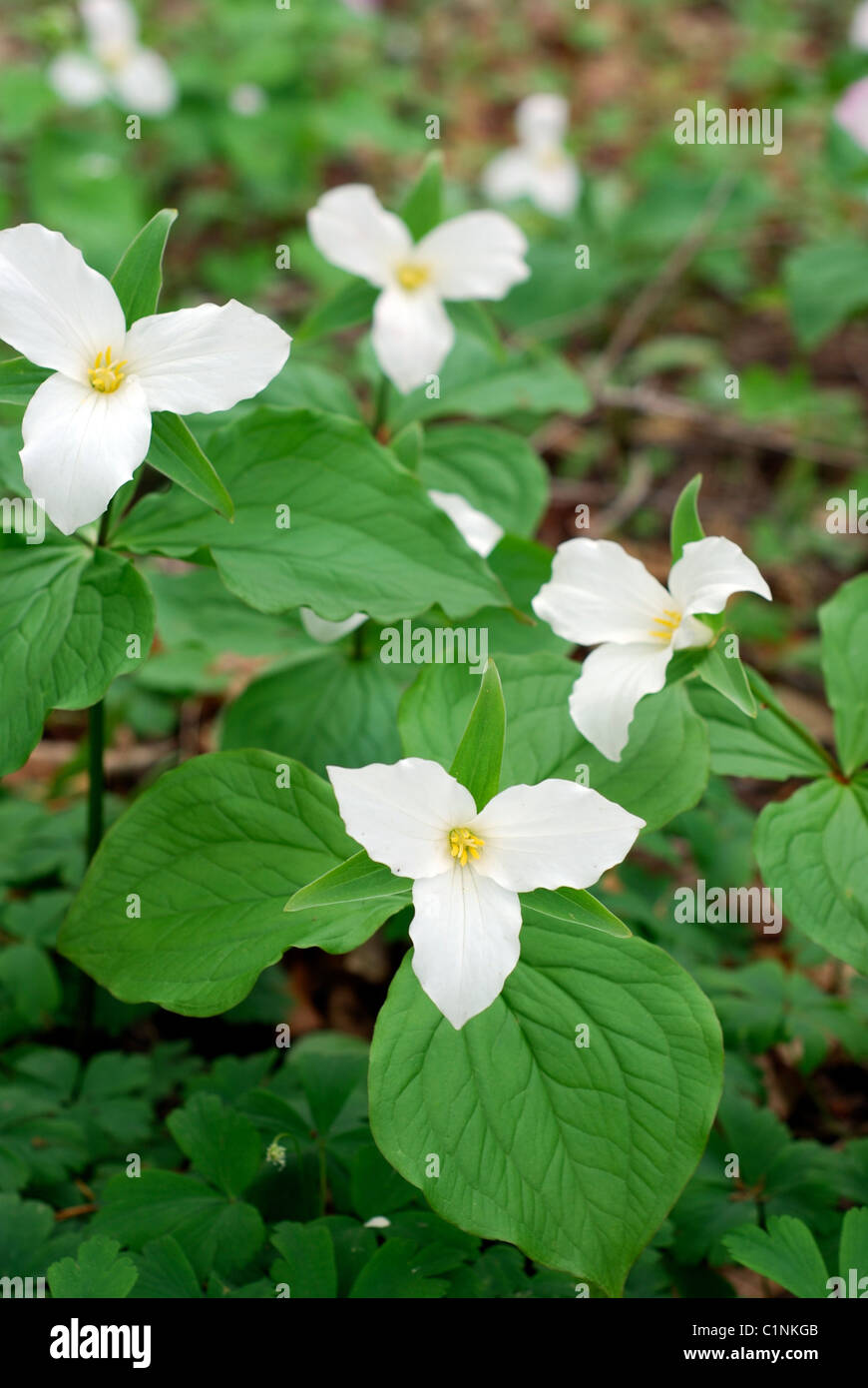 Trillium Flowers in a forest Stock Photo - Alamy