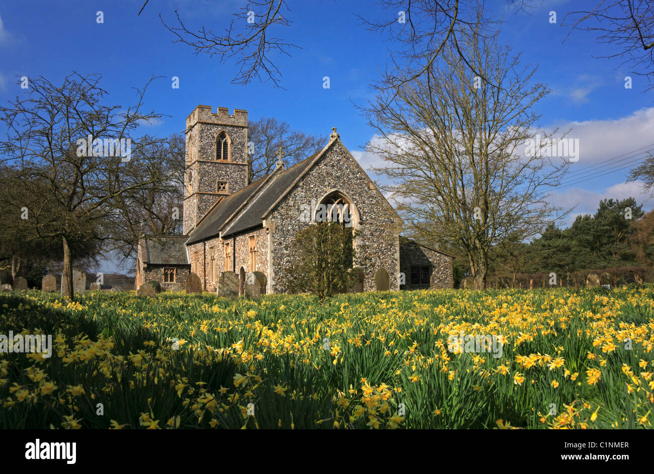 An English Country Church in springtime with a carpet of daffodils ...
