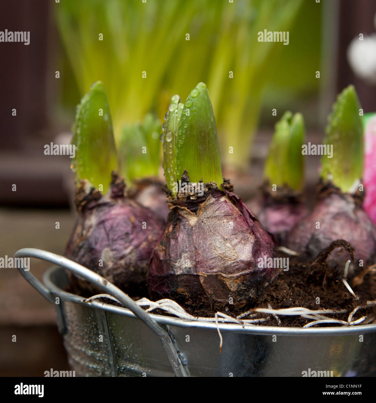 hyacinth flowerbulbs ready for planting in the flowerbed Stock Photo - Alamy