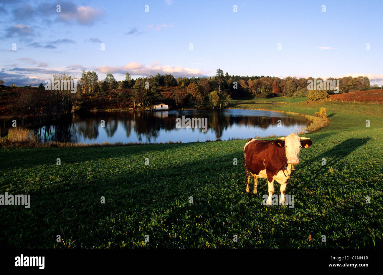 France, Haute Saone, Mille Etangs (Thousand ponds), Montbeliard cow in ...