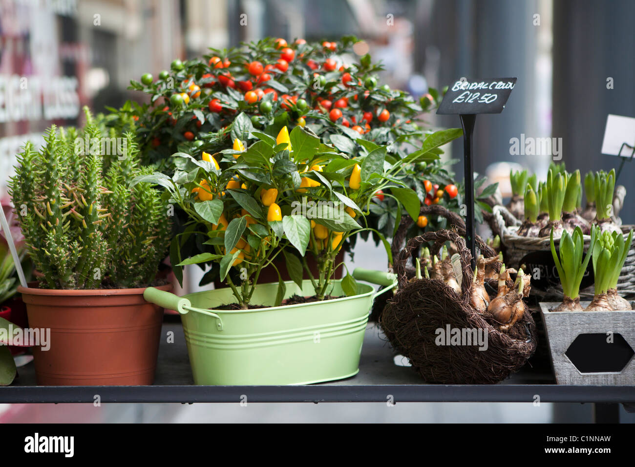 flower in spring shop Stock Photo - Alamy