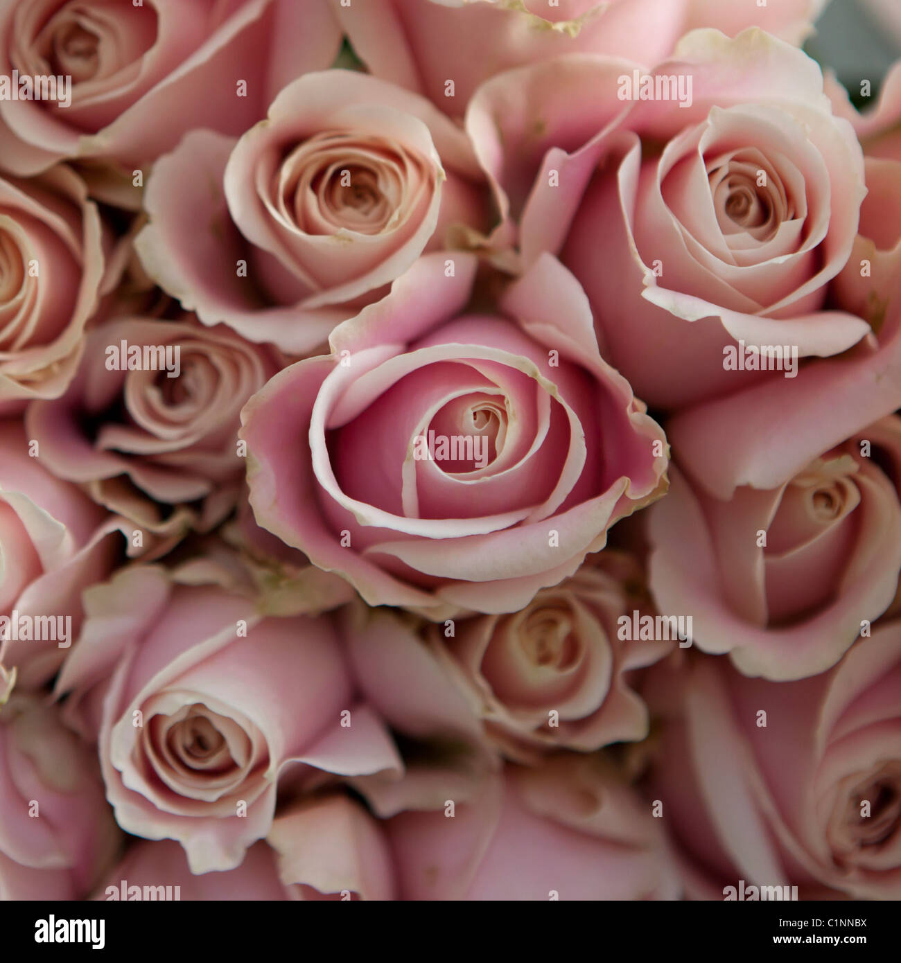 bunch of multiple roses on silk Stock Photo - Alamy