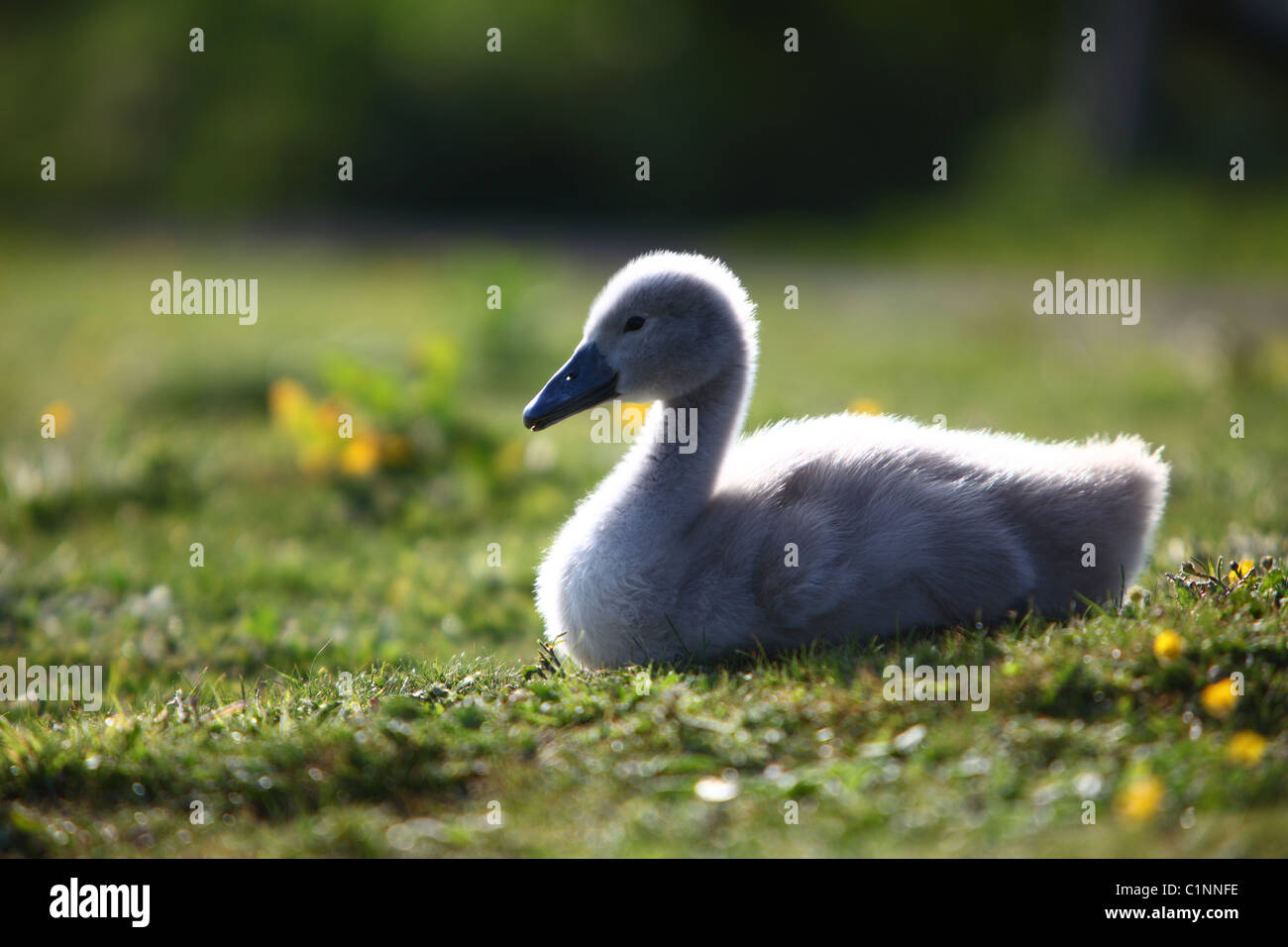 Little swan hi-res stock photography and images - Alamy
