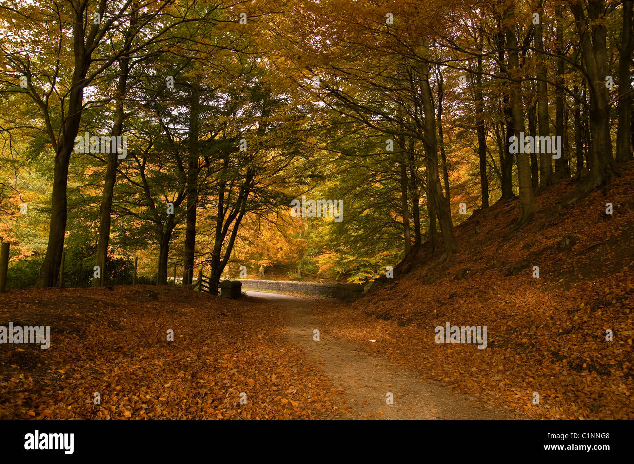 golden road of Derbyshire autumn golden color Derwent in the Peaks Ray ...