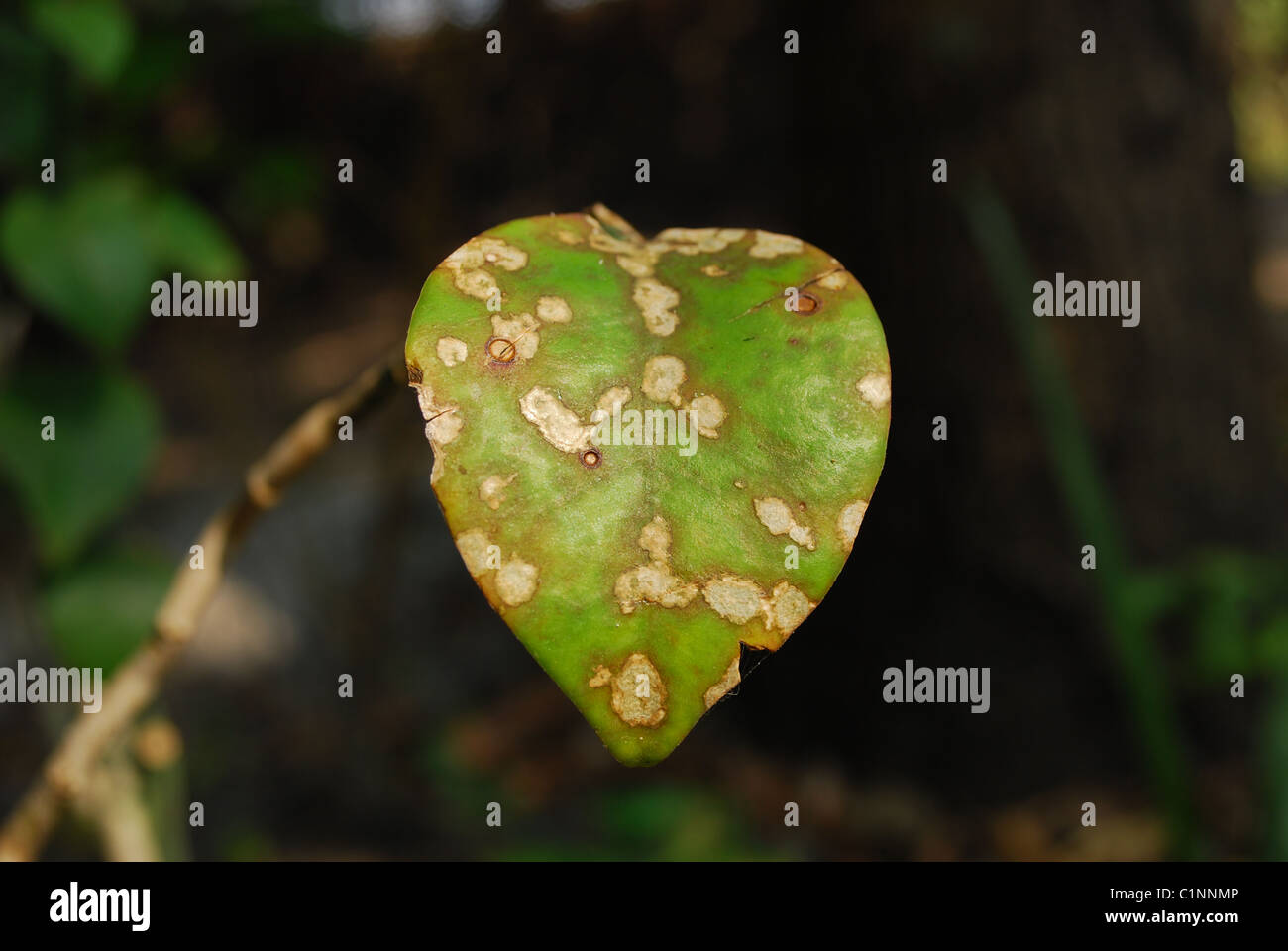 Infected leaf hi-res stock photography and images - Alamy