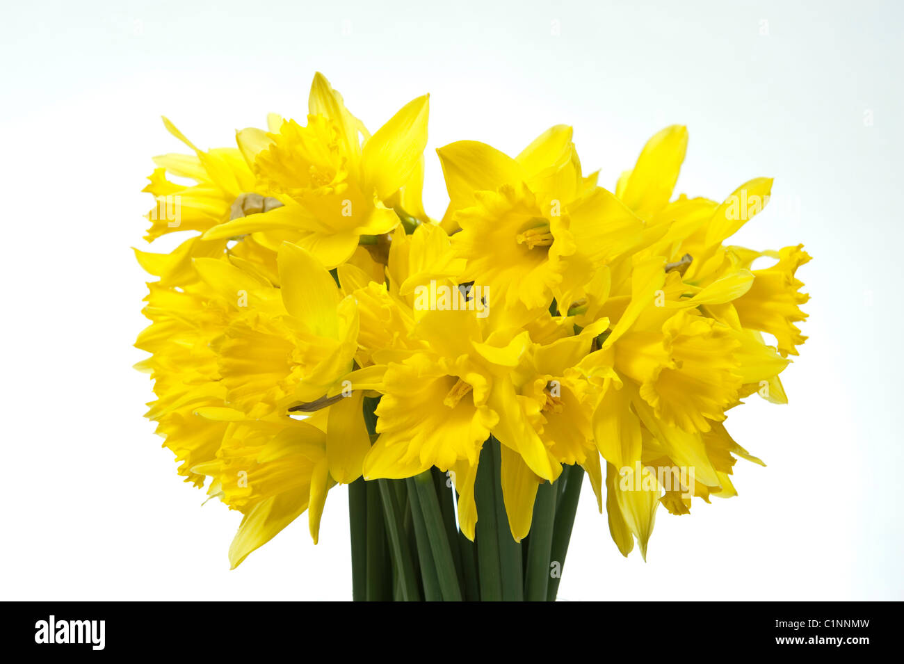 A bunch of spring daffodil flowers in a glass vase against a white ...