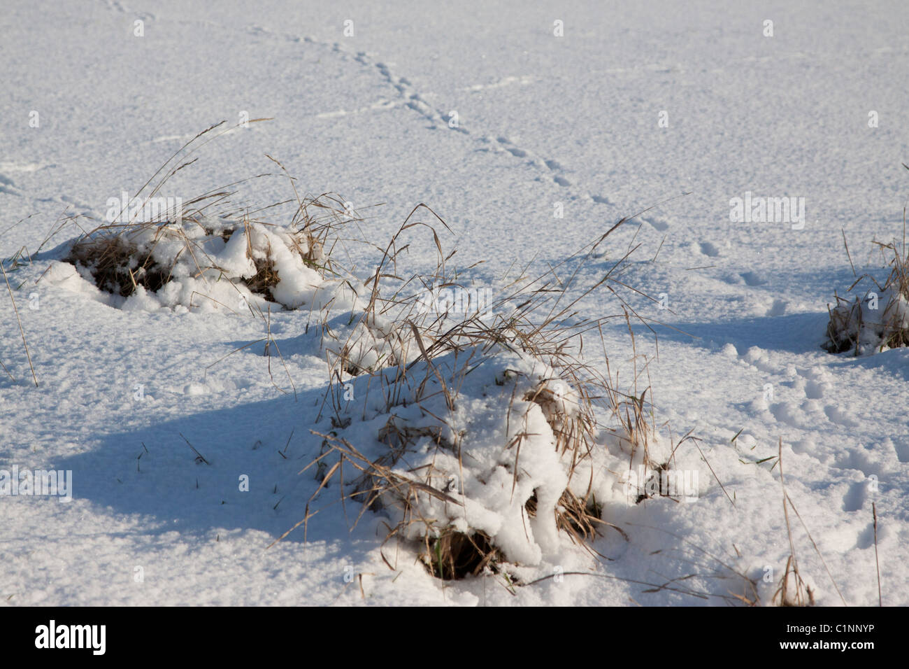 snw covers dead grass Stock Photo - Alamy