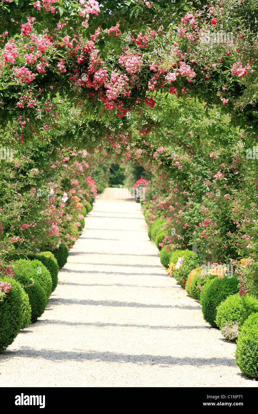 Climbing rose arch hi-res stock photography and images - Alamy