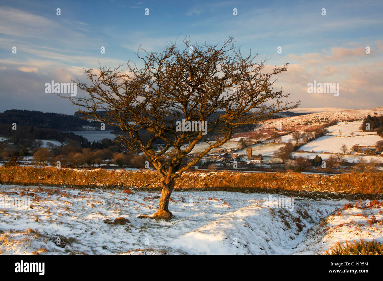 Hawthorn tree in snow overlooking Burrator reservoir and Sheepstor ...
