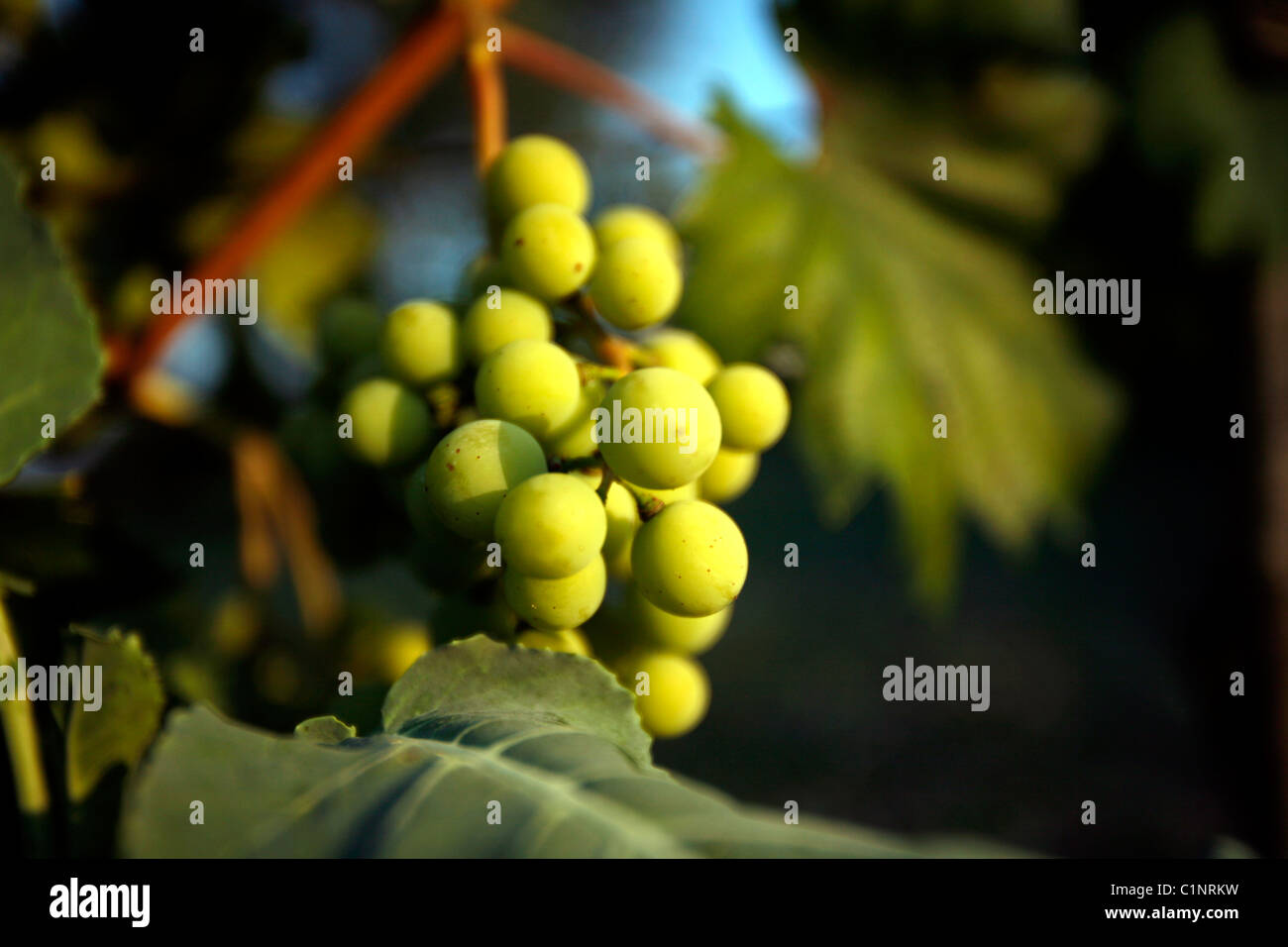 Frutas verdes hi-res stock photography and images - Alamy