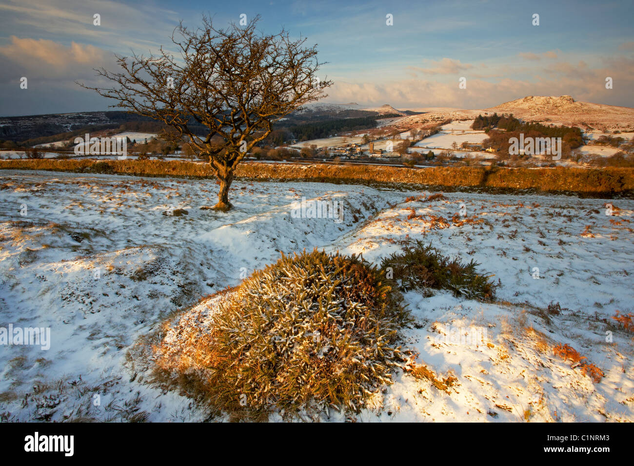 Hawthorn tree in snow overlooking Burrator reservoir and Sheepstor ...