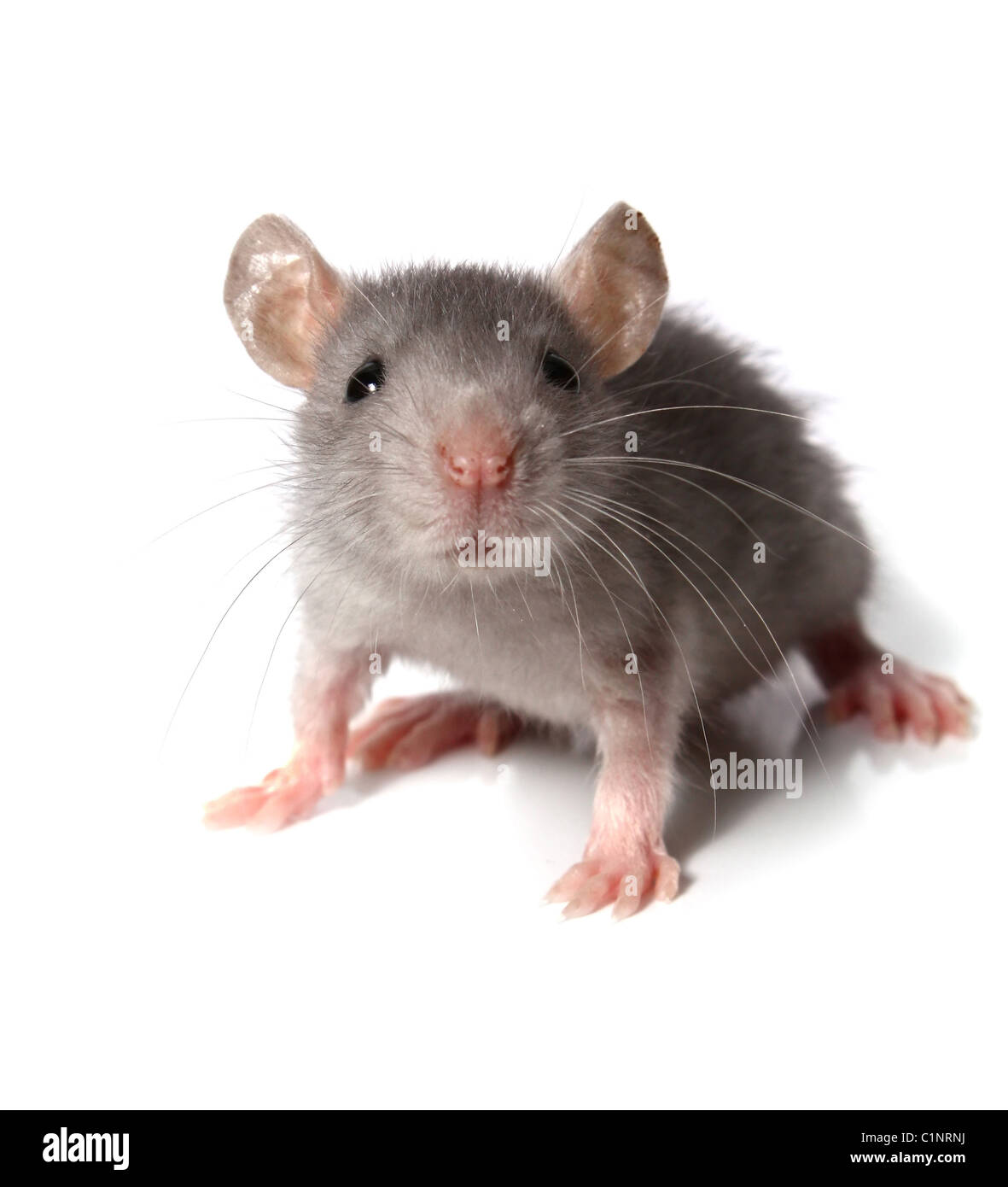 gray mouse isolated on white background Stock Photo - Alamy