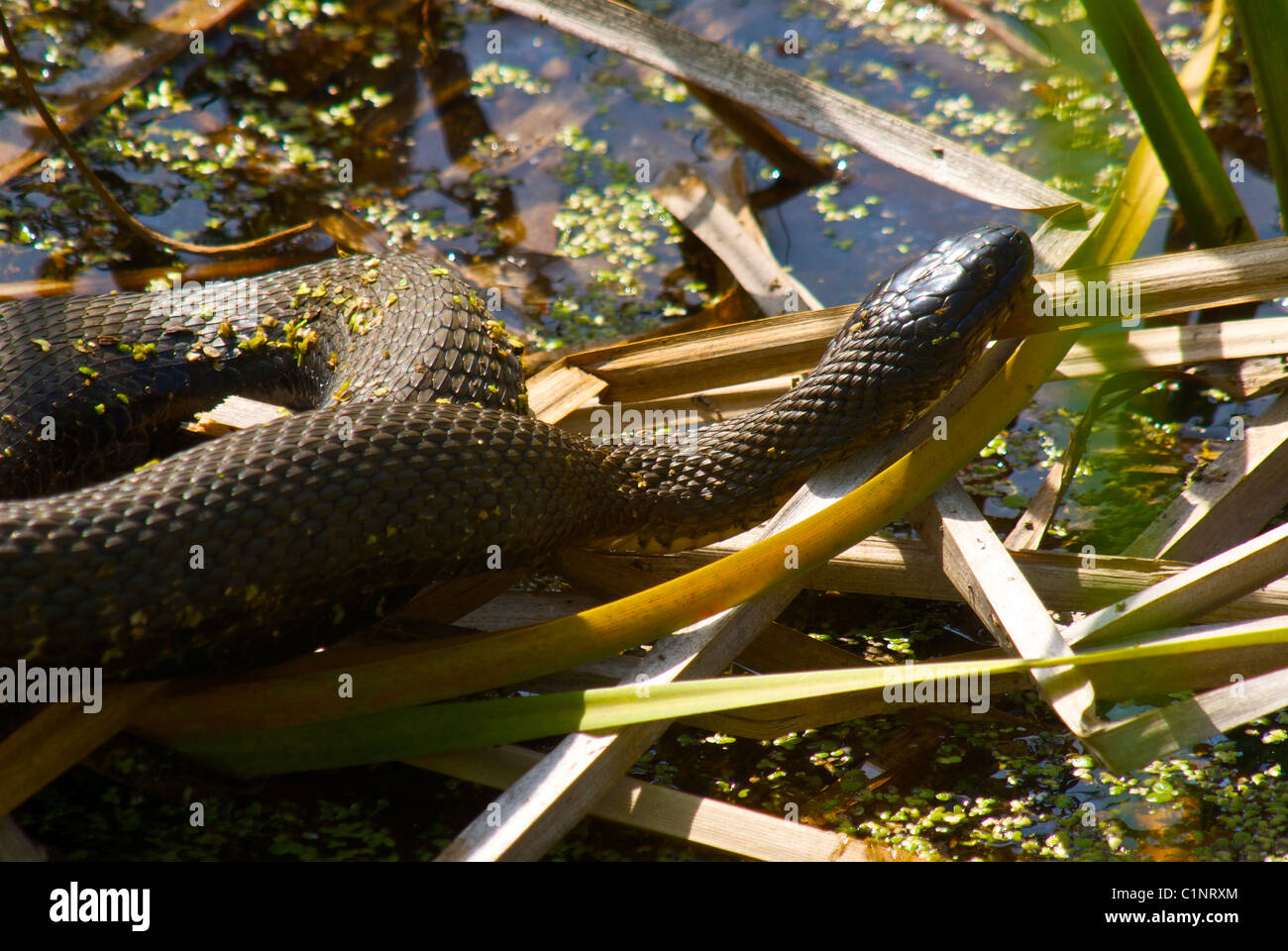 Marsh Snake High Resolution Stock Photography and Images - Alamy