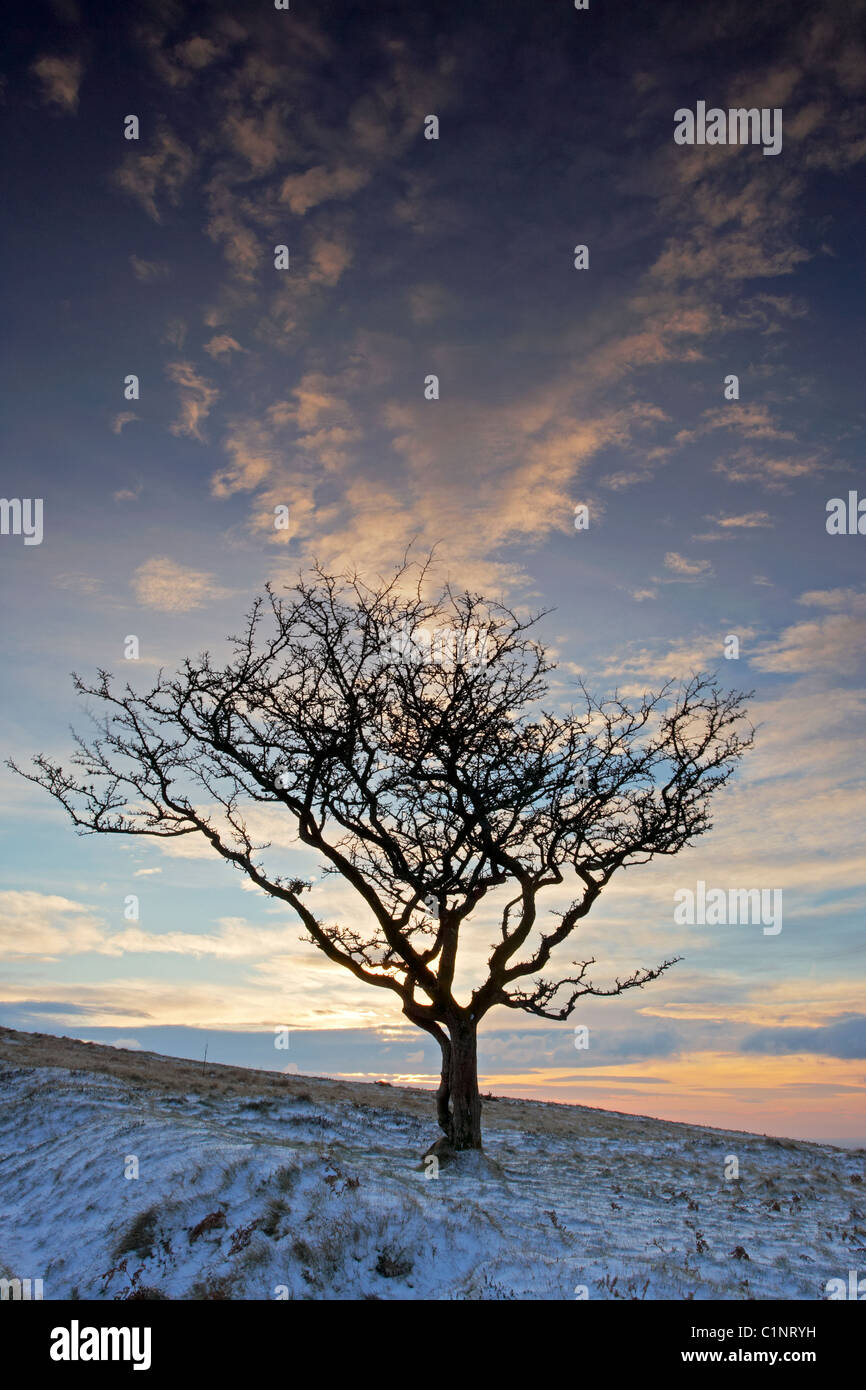 Hawtorn tree hi-res stock photography and images - Alamy