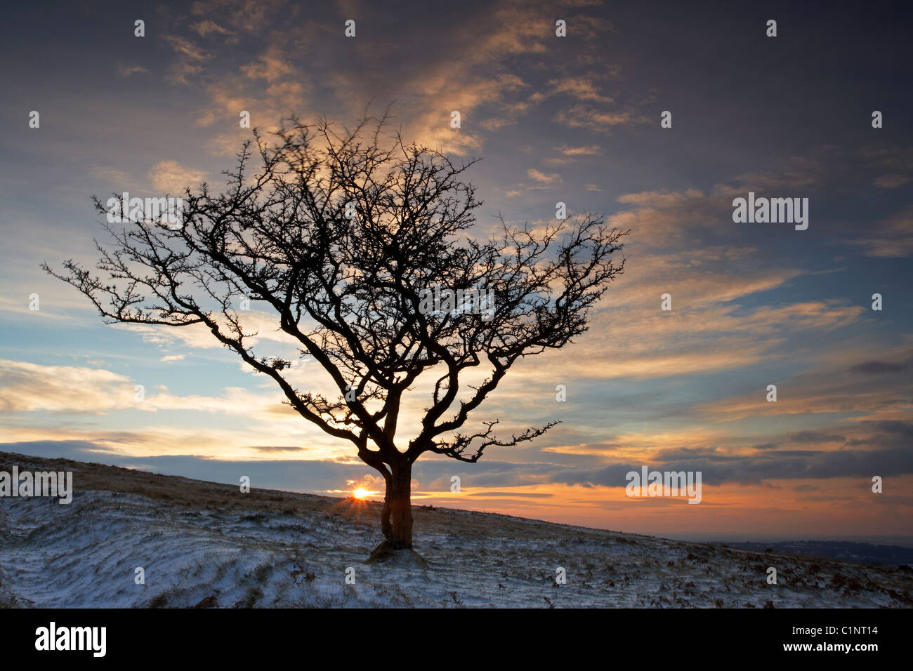 Hawthorn tree against dusky sunset sky in Winter on Dartmoor Devon UK ...