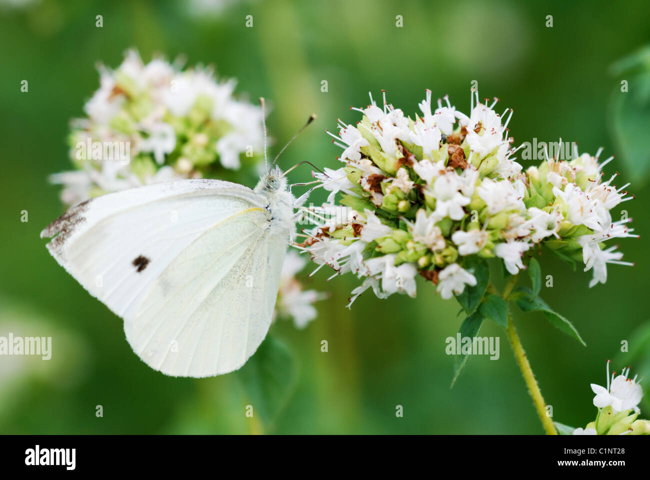 Oregano Flowers Stock Photos & Oregano Flowers Stock Images - Alamy