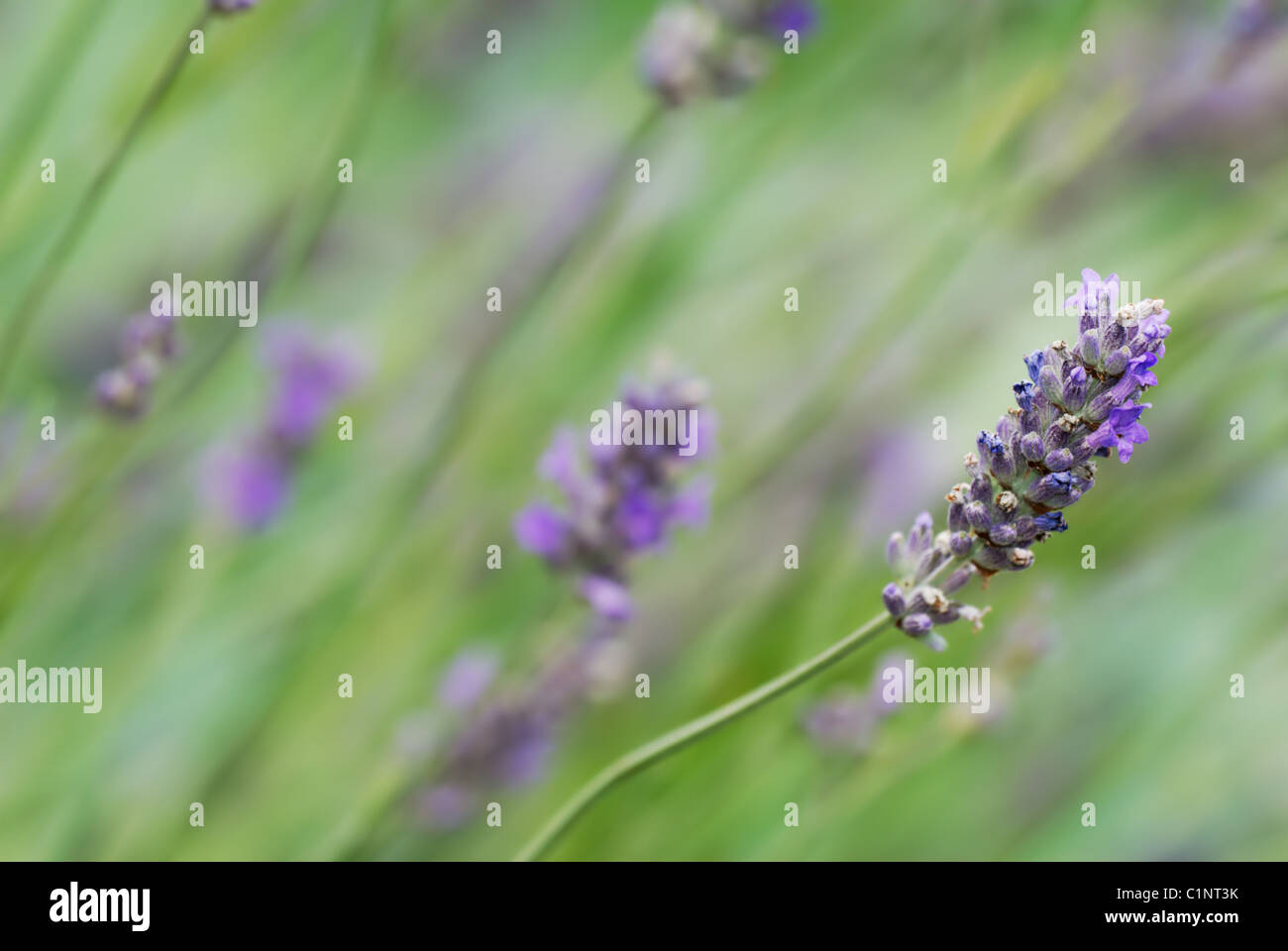 Closeup of Lavandula angustifolia flowers (selective focus on top front ...
