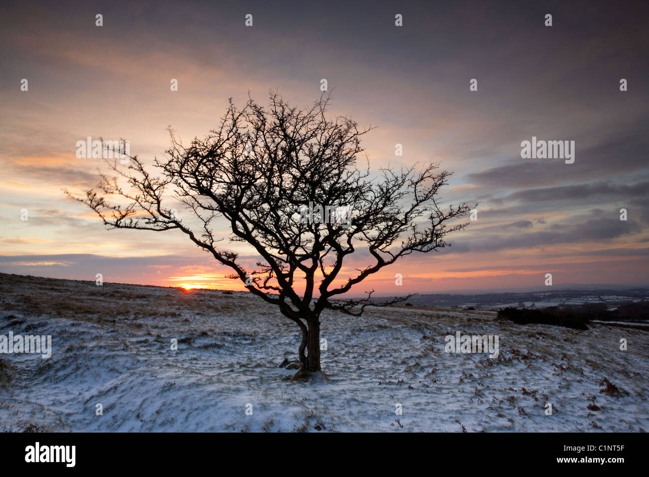 Hawthorn tree against dusky sunset sky in Winter on Dartmoor Devon UK ...