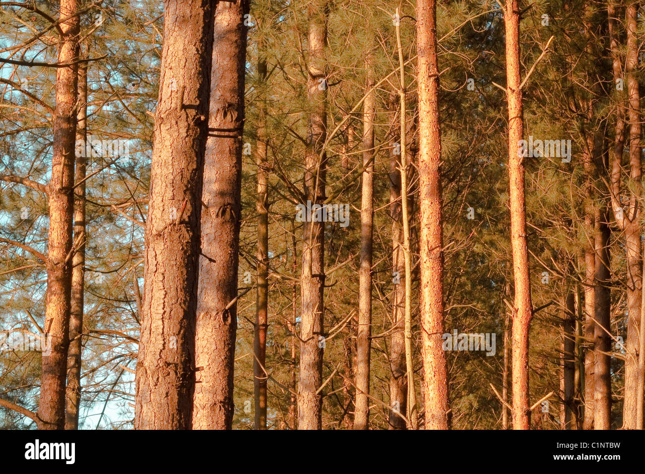 Truck tree hi-res stock photography and images - Alamy