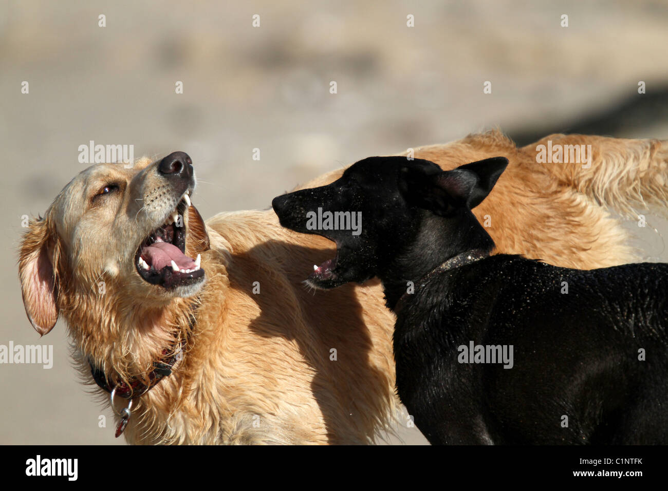 GOLDEN RETRIEVER & BLACK DOG FIGHTING JEFFREY'S BAY EASTERN CAPE SOUTH ...