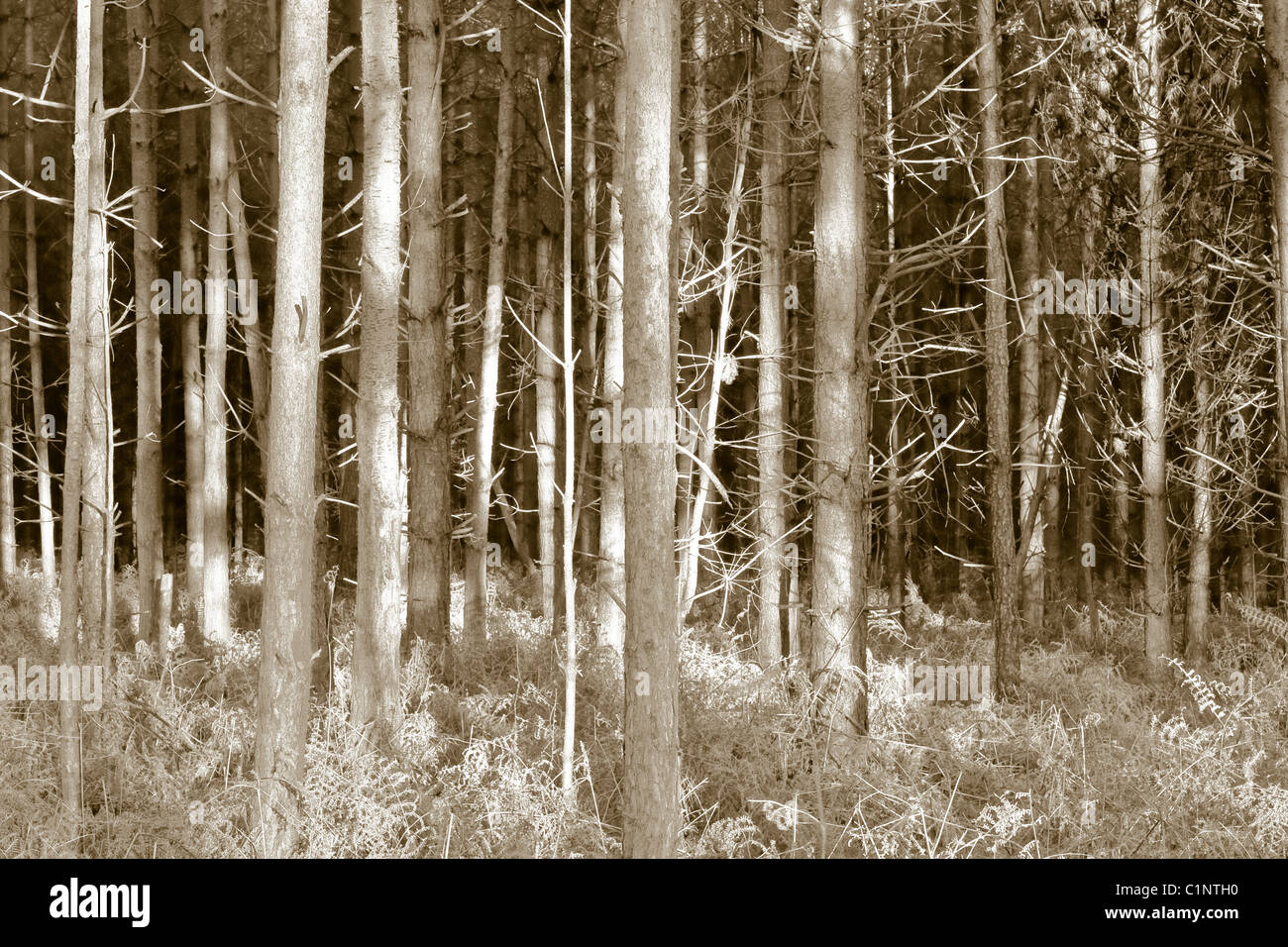 Abstract image of tree trunks Stock Photo - Alamy