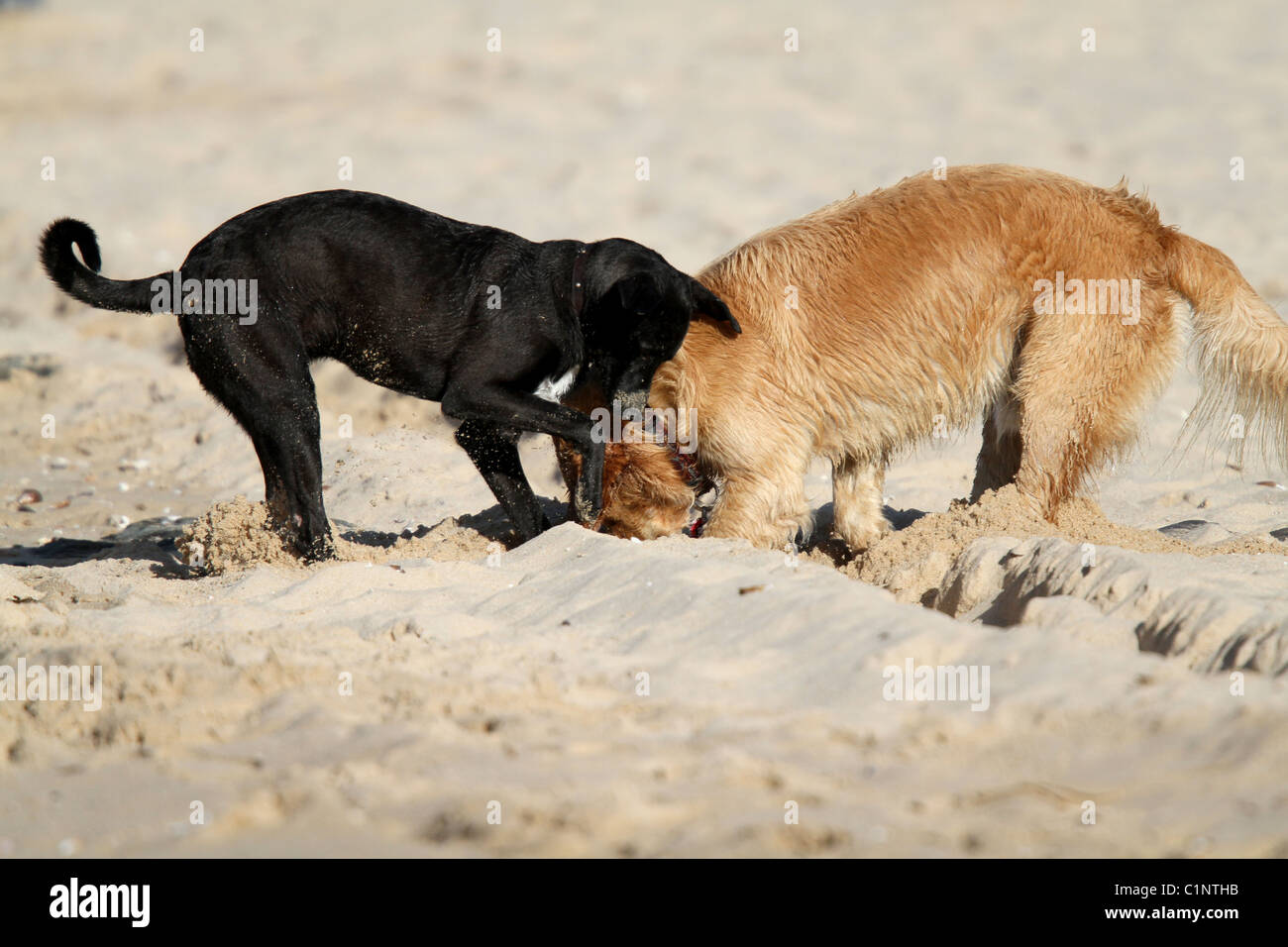Golden retriever digging hi-res stock photography and images - Alamy