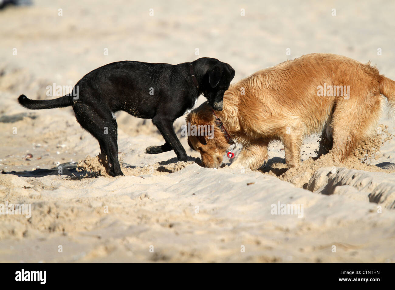 Golden retriever digging hi-res stock photography and images - Alamy