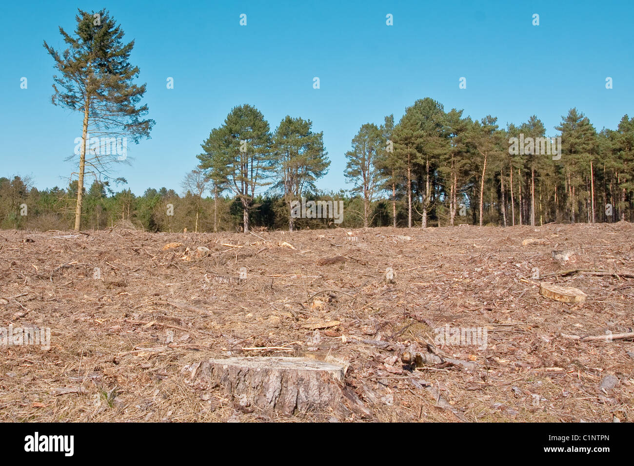 Scene of deforestation in Suffolk, England Stock Photo - Alamy