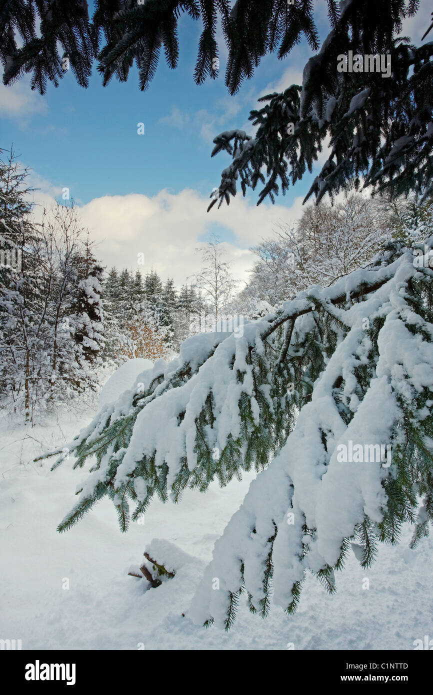 Burrator arboretum hi-res stock photography and images - Alamy