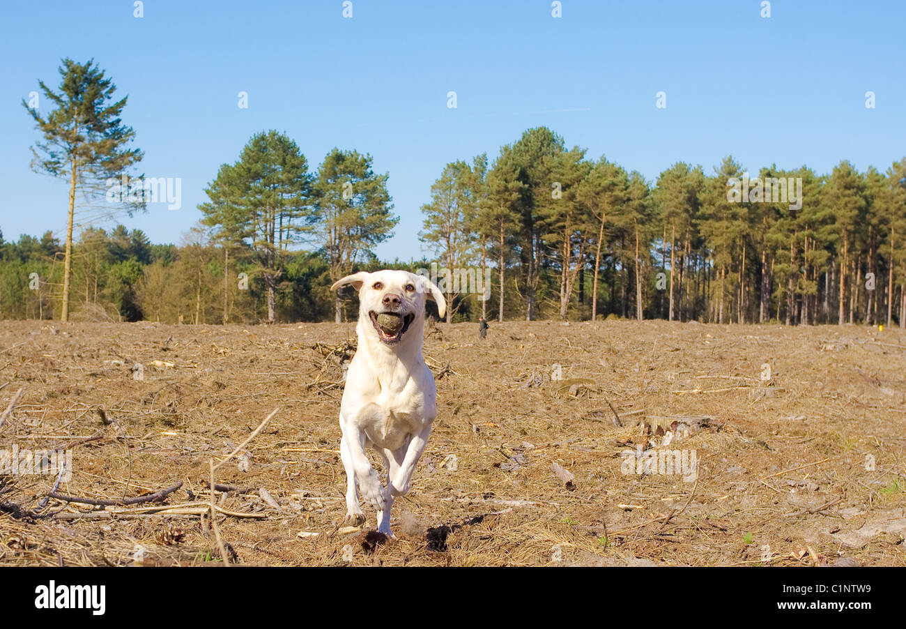 Golden labrador running with a ball Stock Photo - Alamy