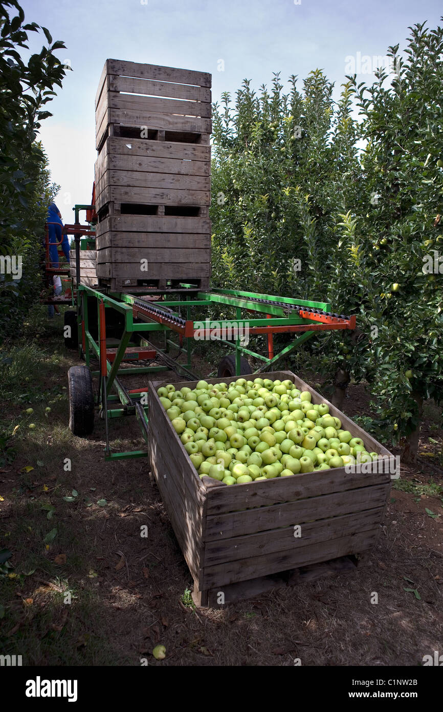 Collecting apples with machine. LLeida, Spain Stock Photo - Alamy