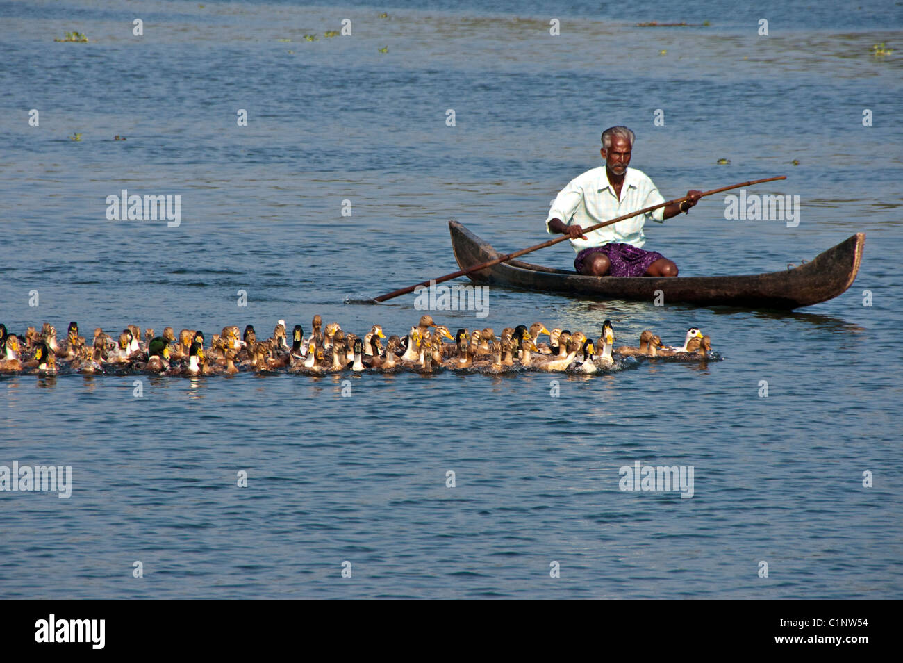 Man in canoe herding ducks on the tropical Kerala Backwaters on the ...
