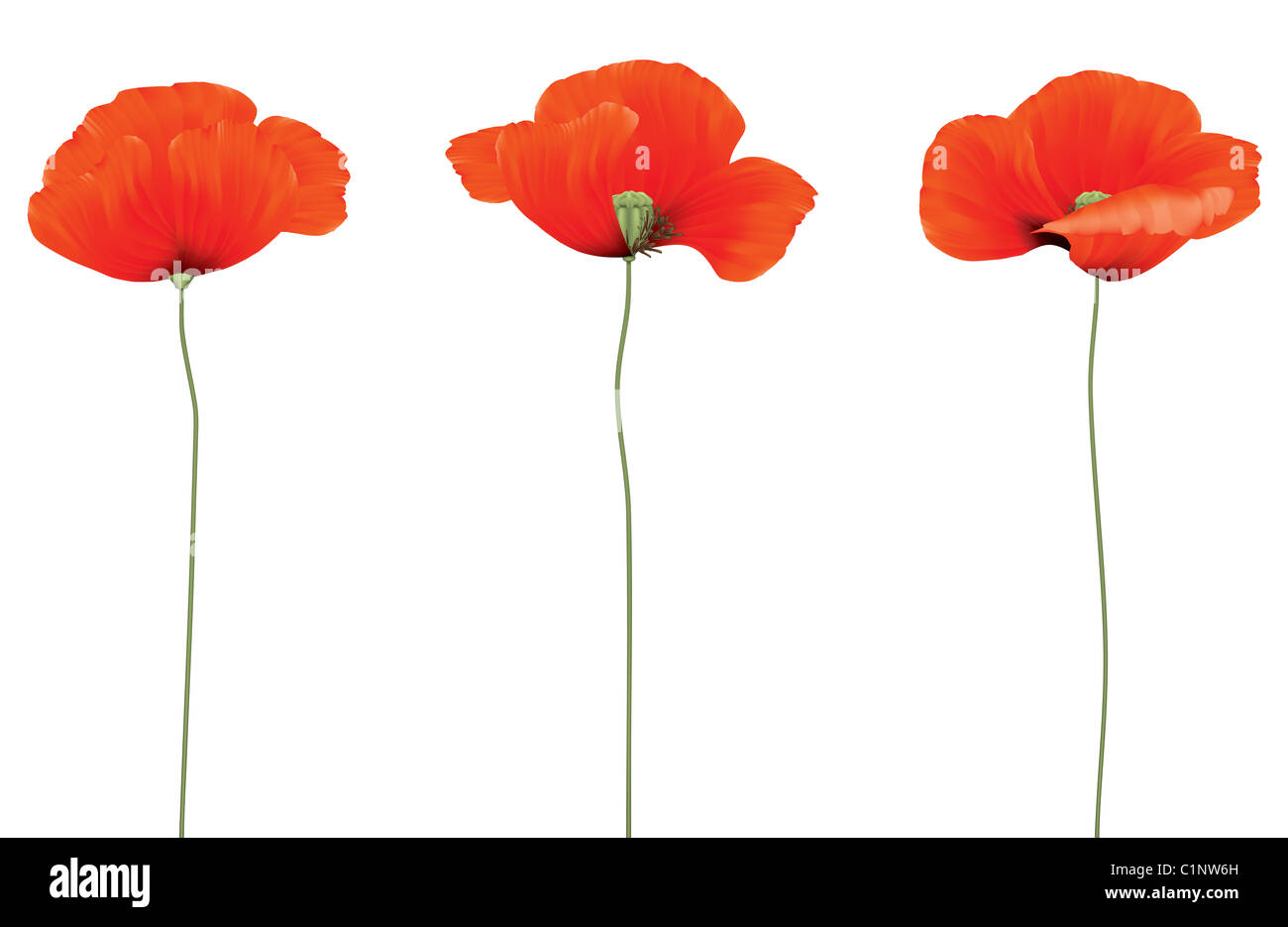 Three red poppy flowers composition isolated Stock Photo - Alamy
