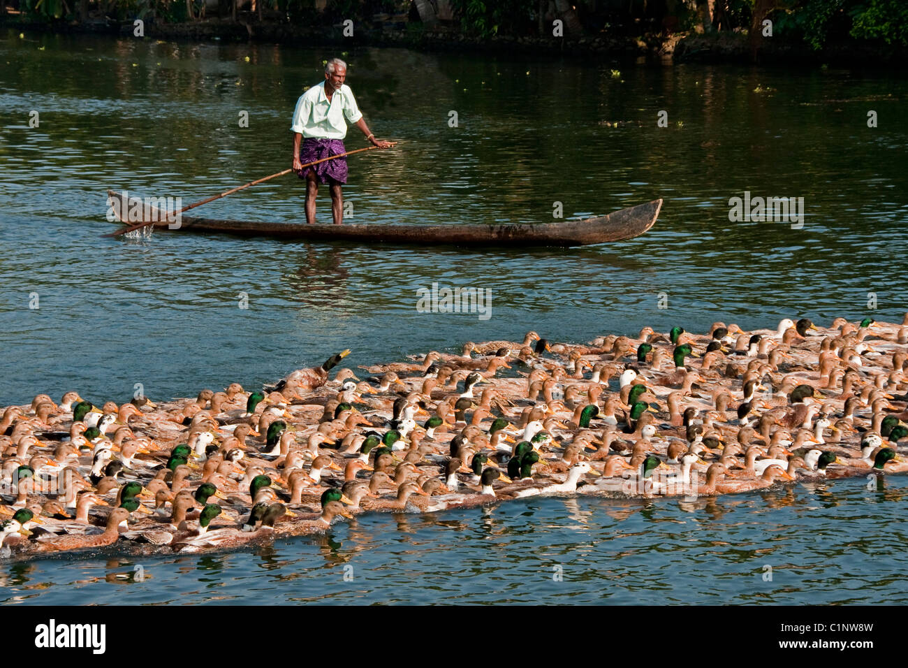 Man in canoe herding ducks on the tropical Kerala Backwaters on the ...