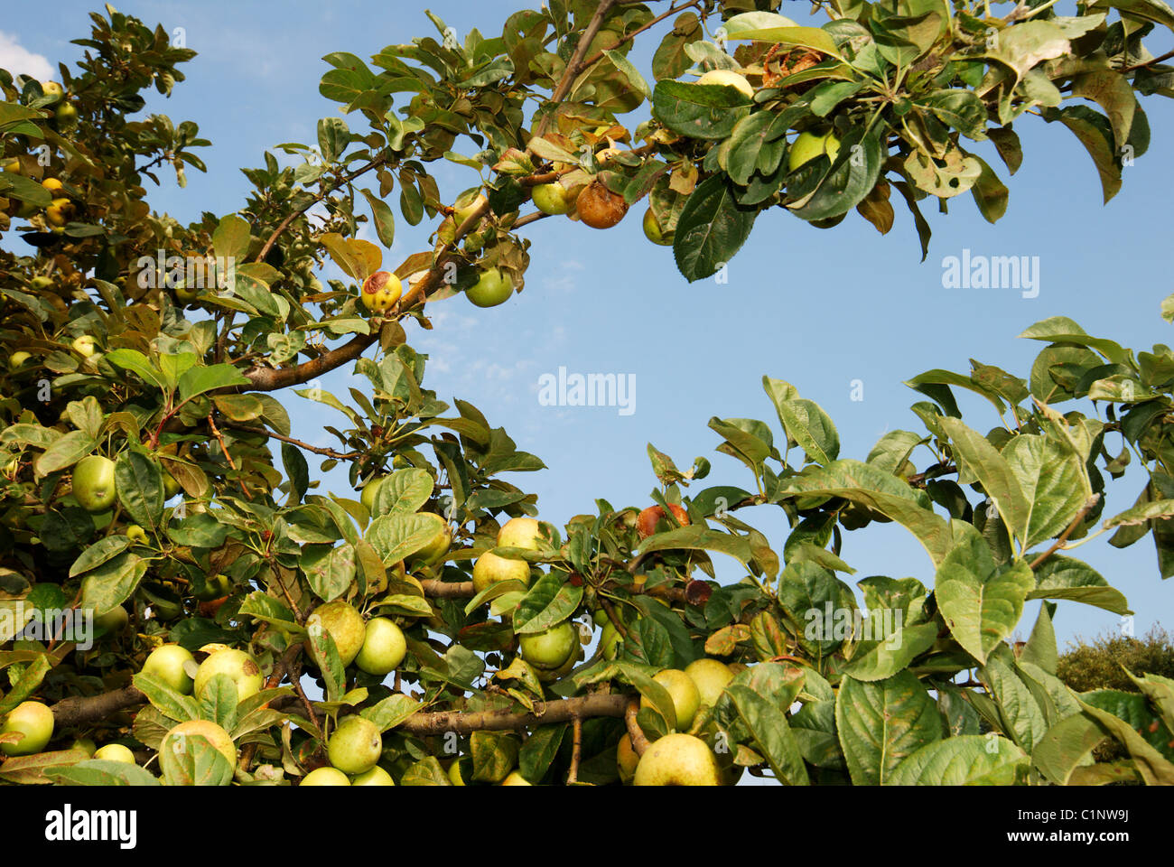 Golden apples on the tree branches Stock Photo - Alamy