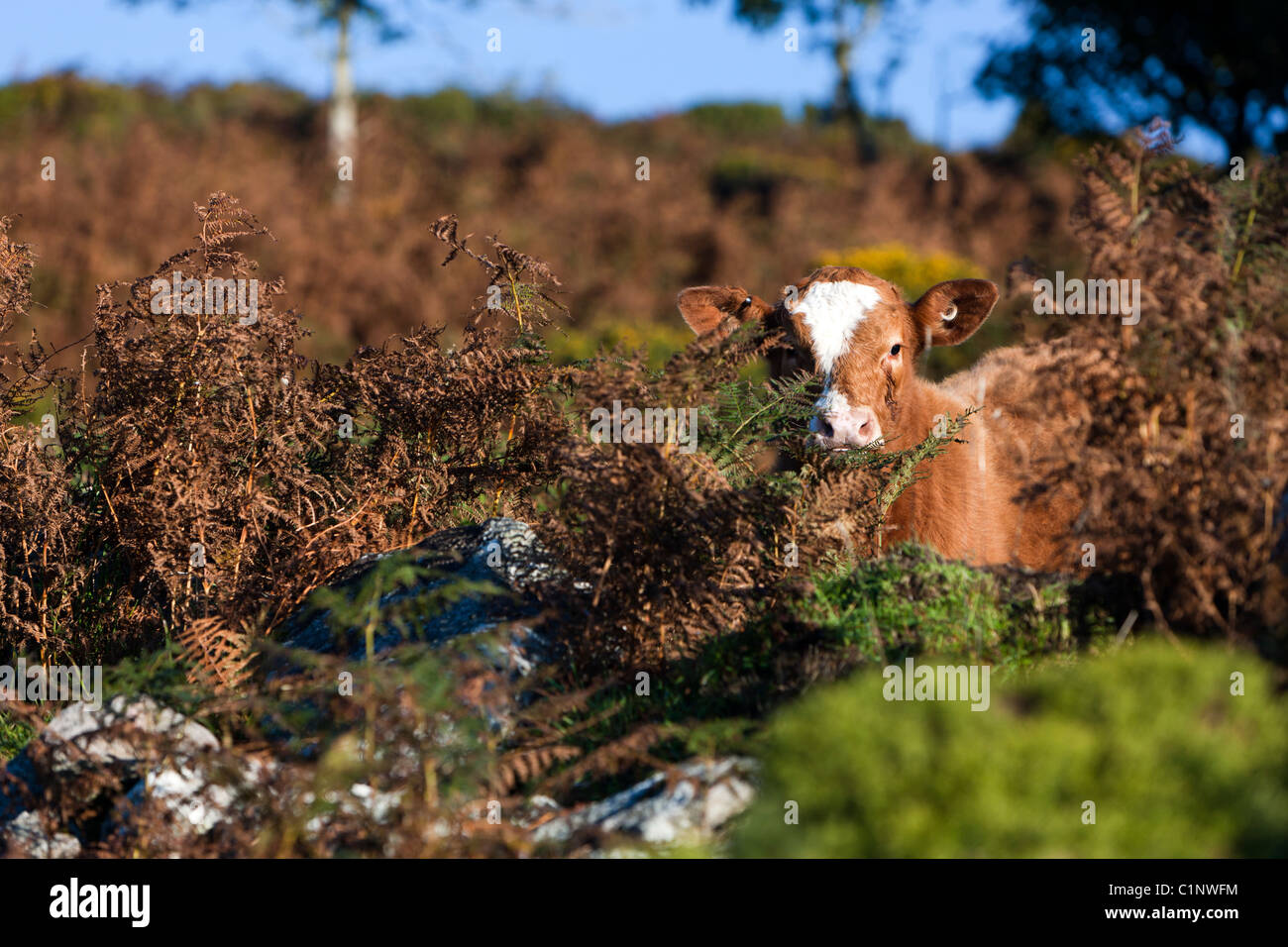 Hidden cow in the Dartmoor National Park, Holne, Devon, England, United ...
