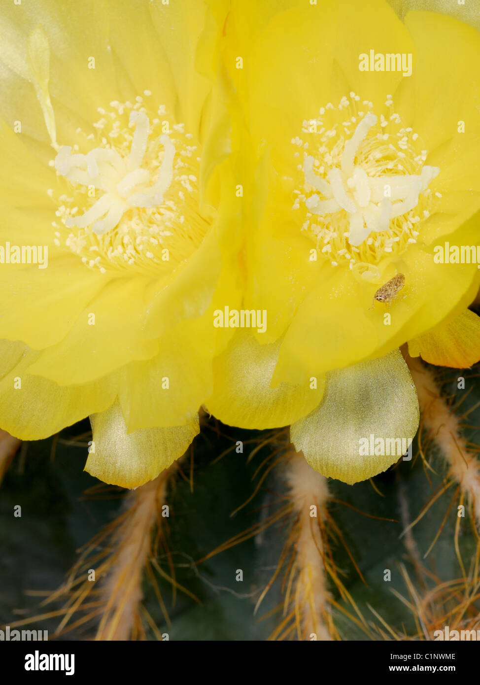 Beautiful bright yellow Oroya cacti flower Stock Photo - Alamy