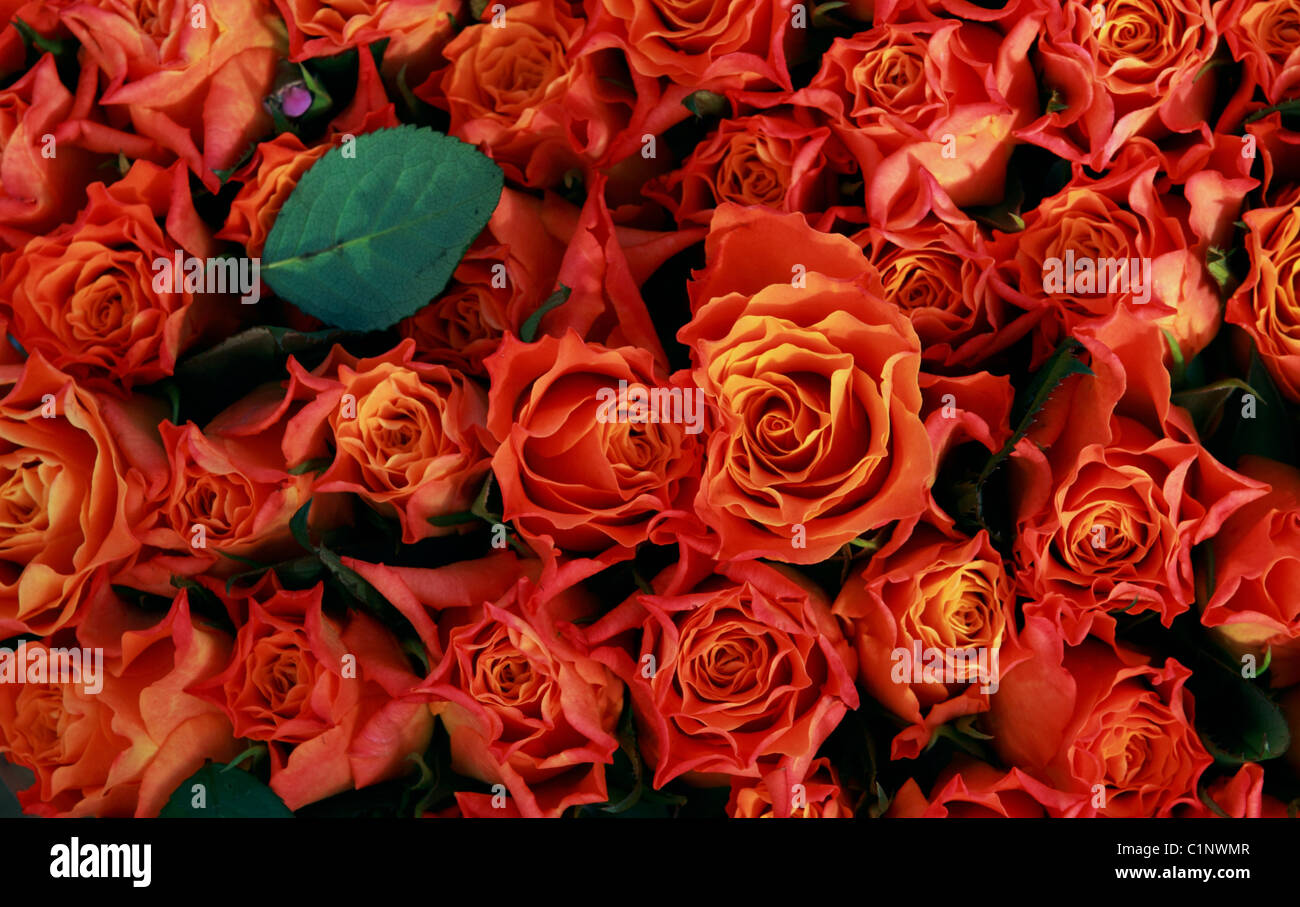 orange rose background Stock Photo - Alamy