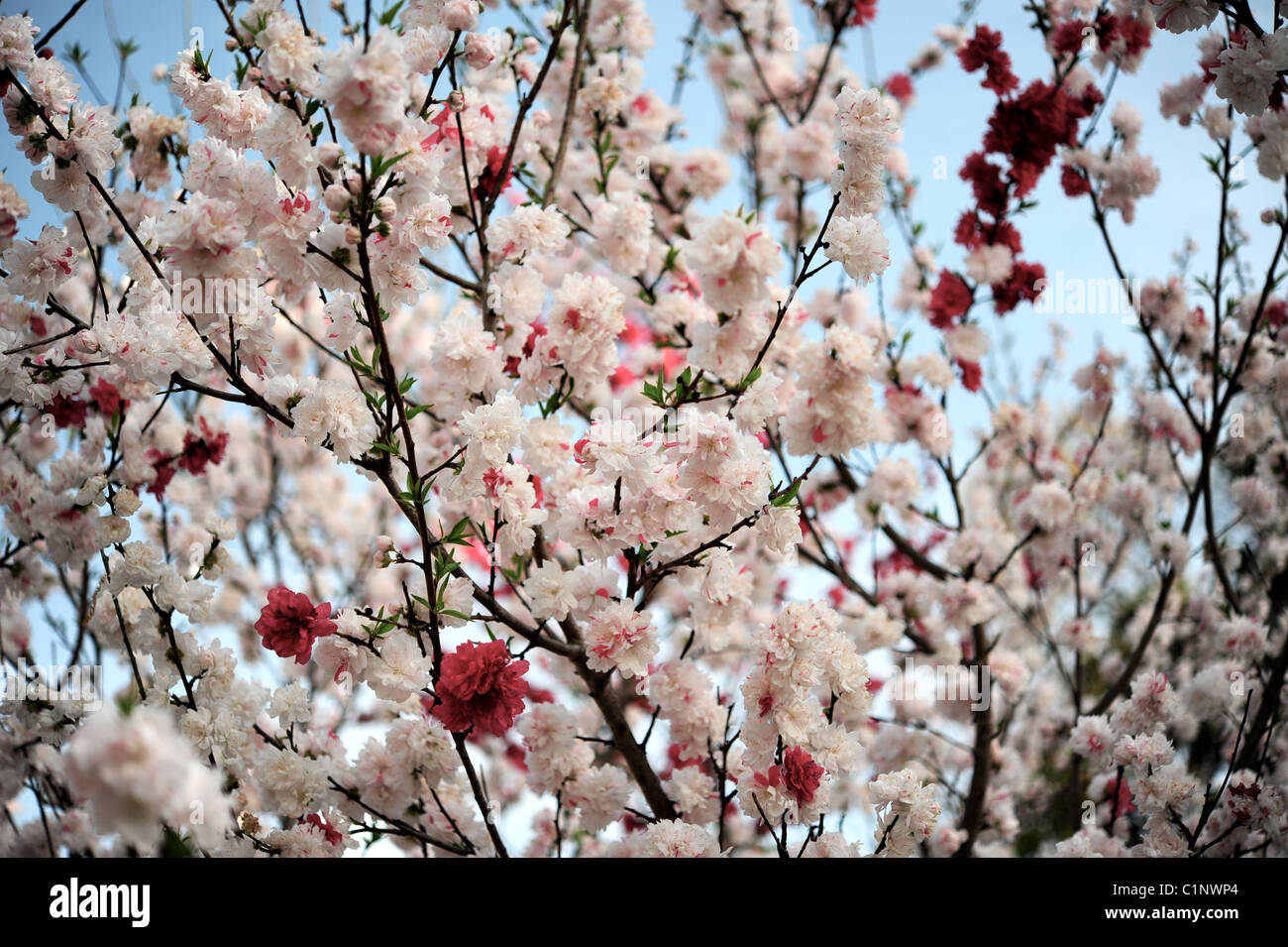 Dogwood in bloom Stock Photo - Alamy