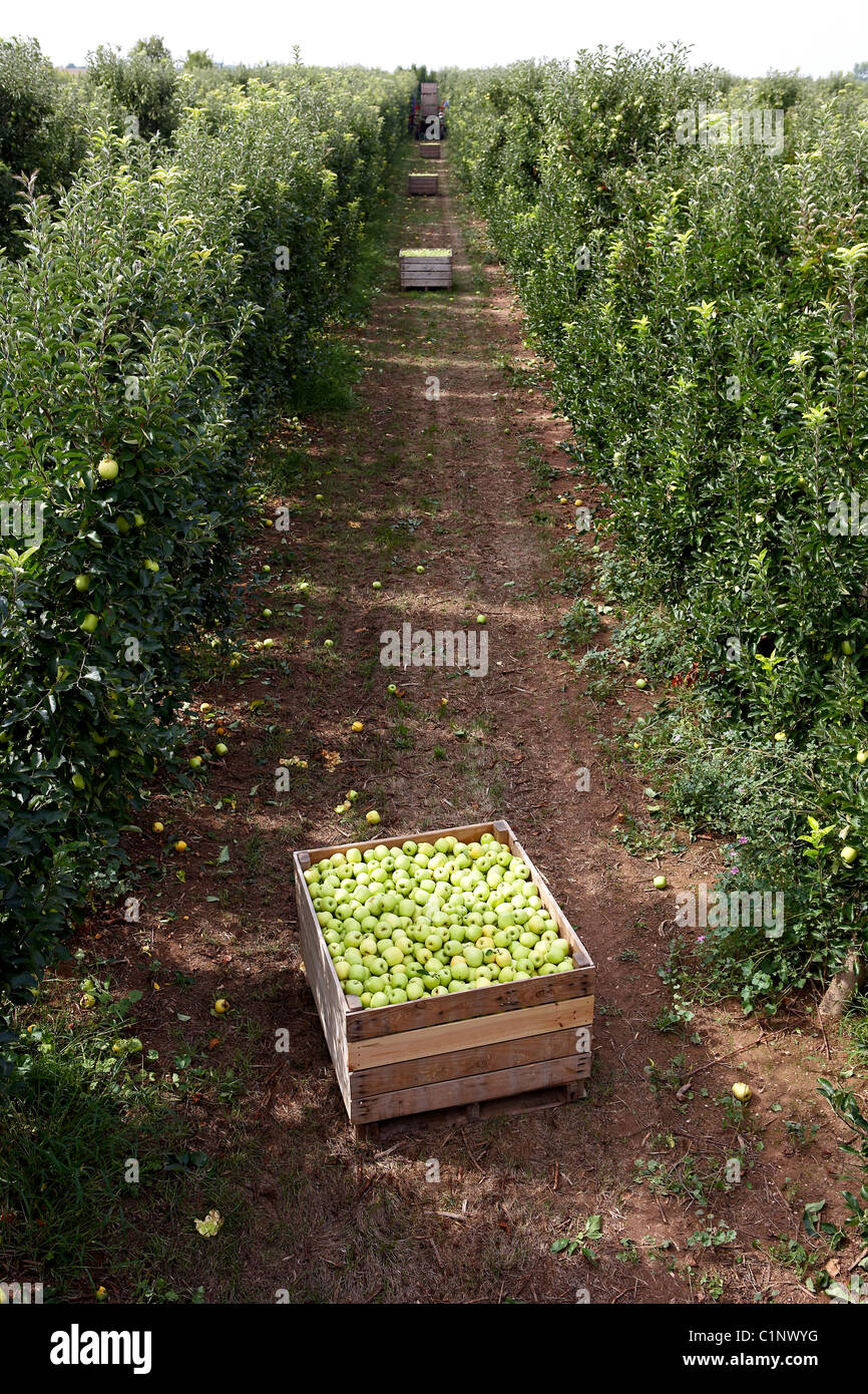 Apple harvesting machine hi-res stock photography and images - Alamy