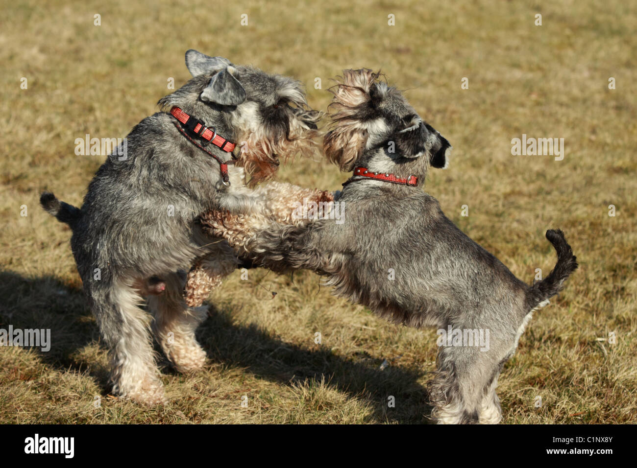 Dog fighting funny hi-res stock photography and images - Alamy