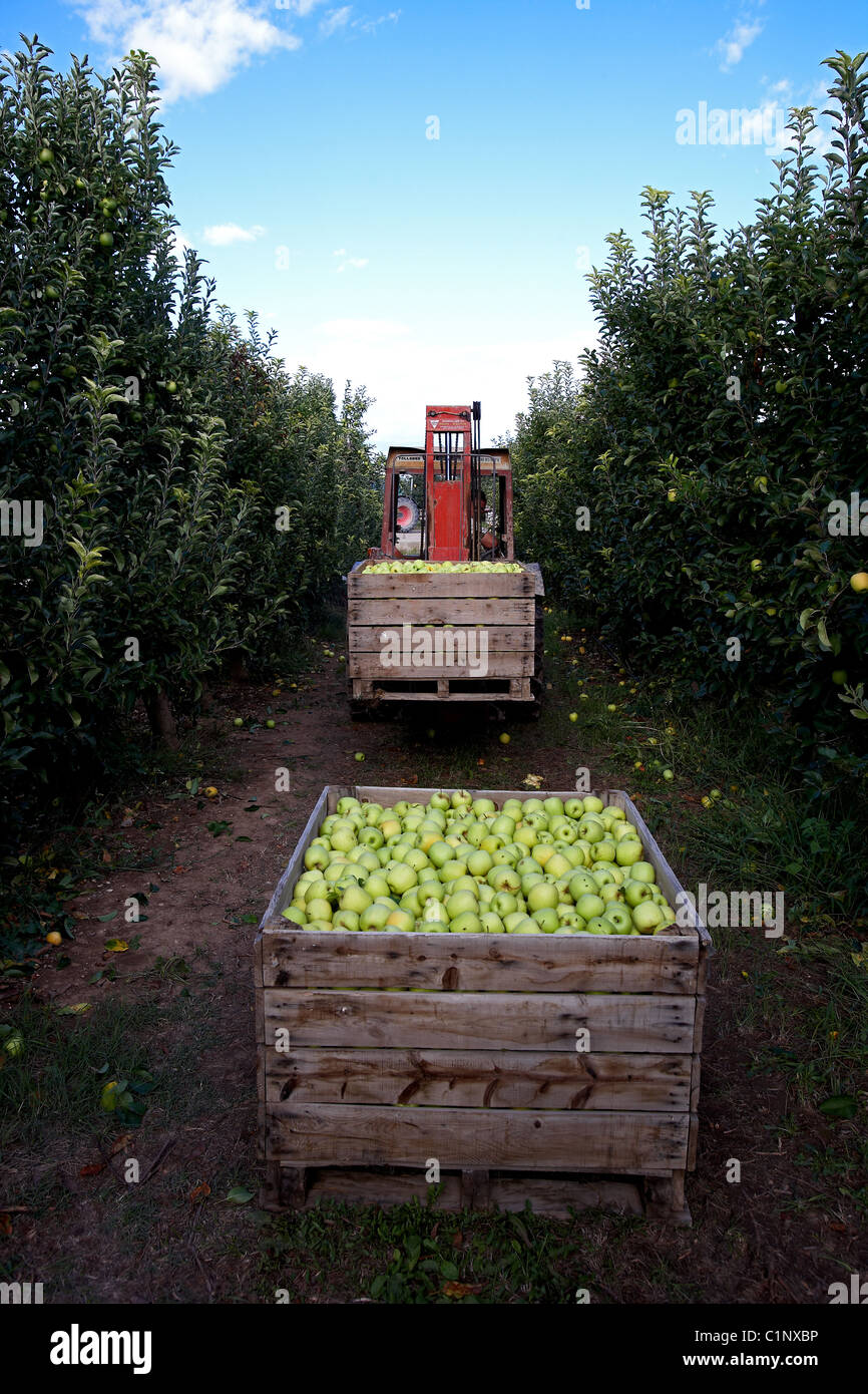 Collecting apples with machine. LLeida, Spain Stock Photo - Alamy