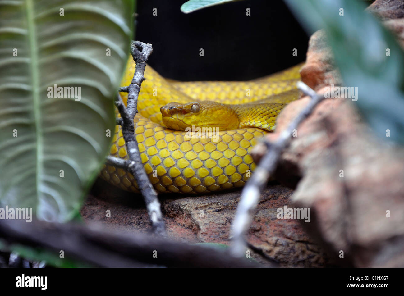 Yellow snake Stock Photo - Alamy