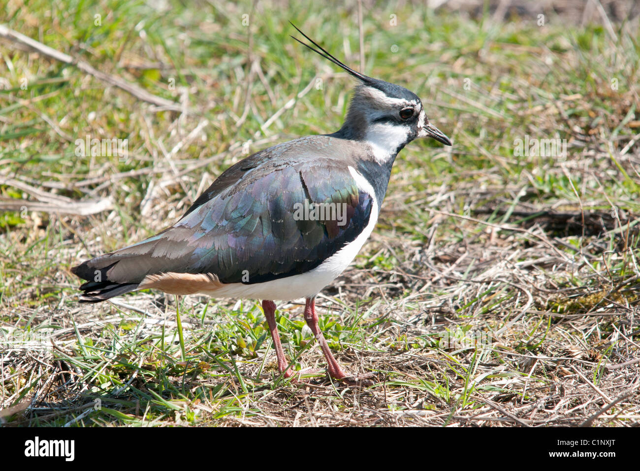 Lapwing feeding hi-res stock photography and images - Alamy