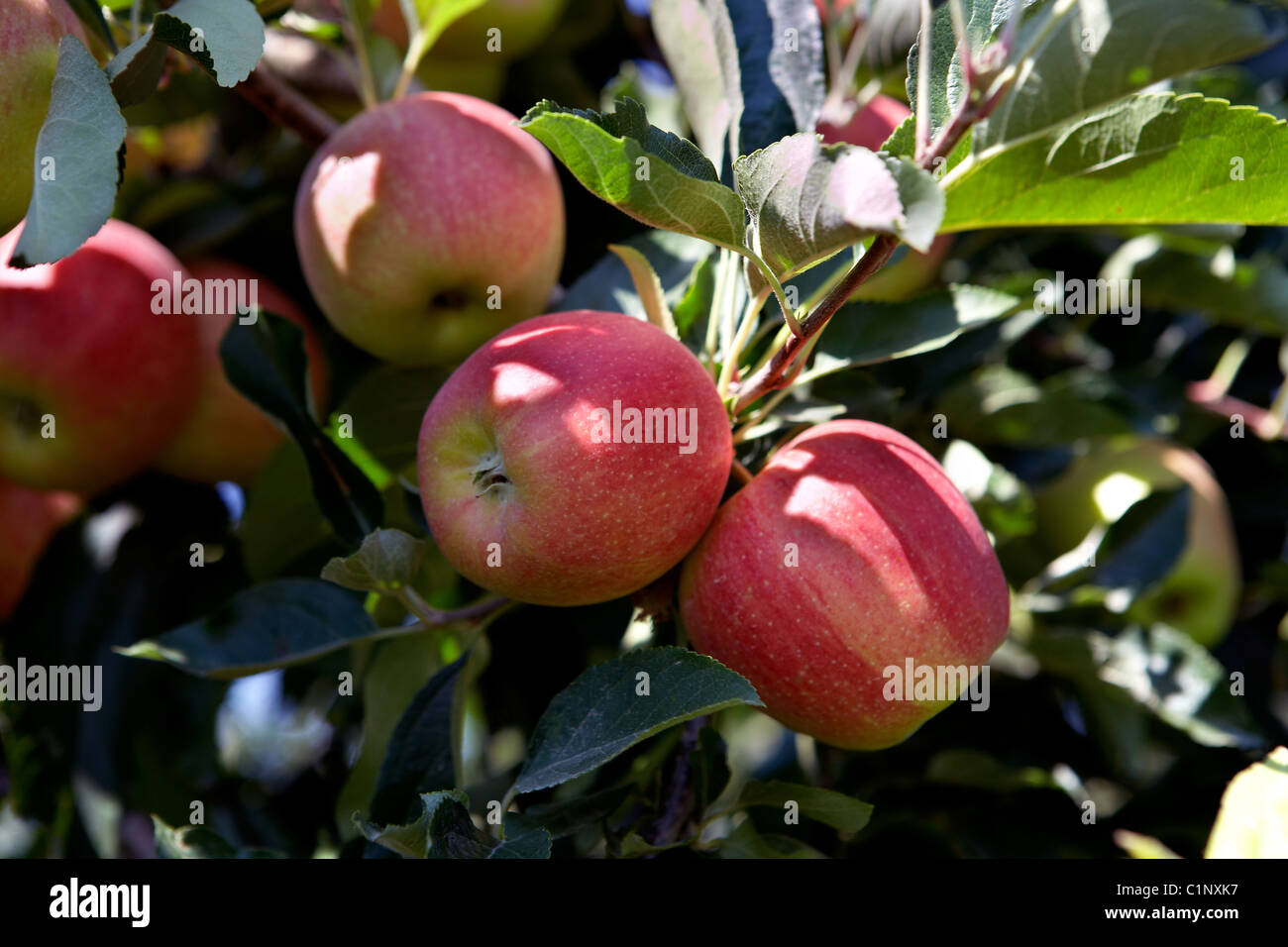 Gala apple tree hi-res stock photography and images - Alamy