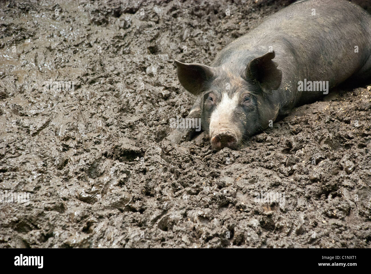Pigs wallowing in mud hi-res stock photography and images - Alamy