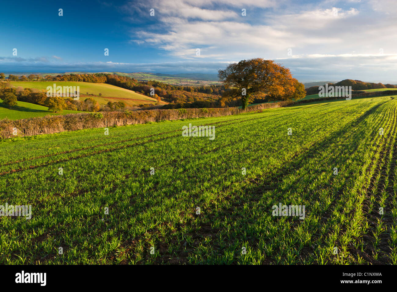 Patchwork fields in countryside near Tedburn St Mary, Devon, South West ...